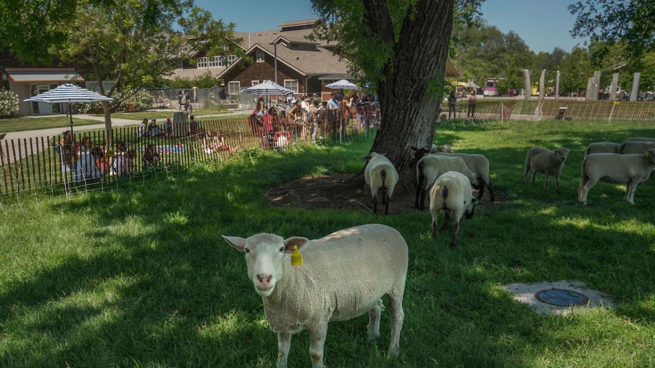 2022 UI GreenMetric World University Rankings – UC Davis is still #1 in ...